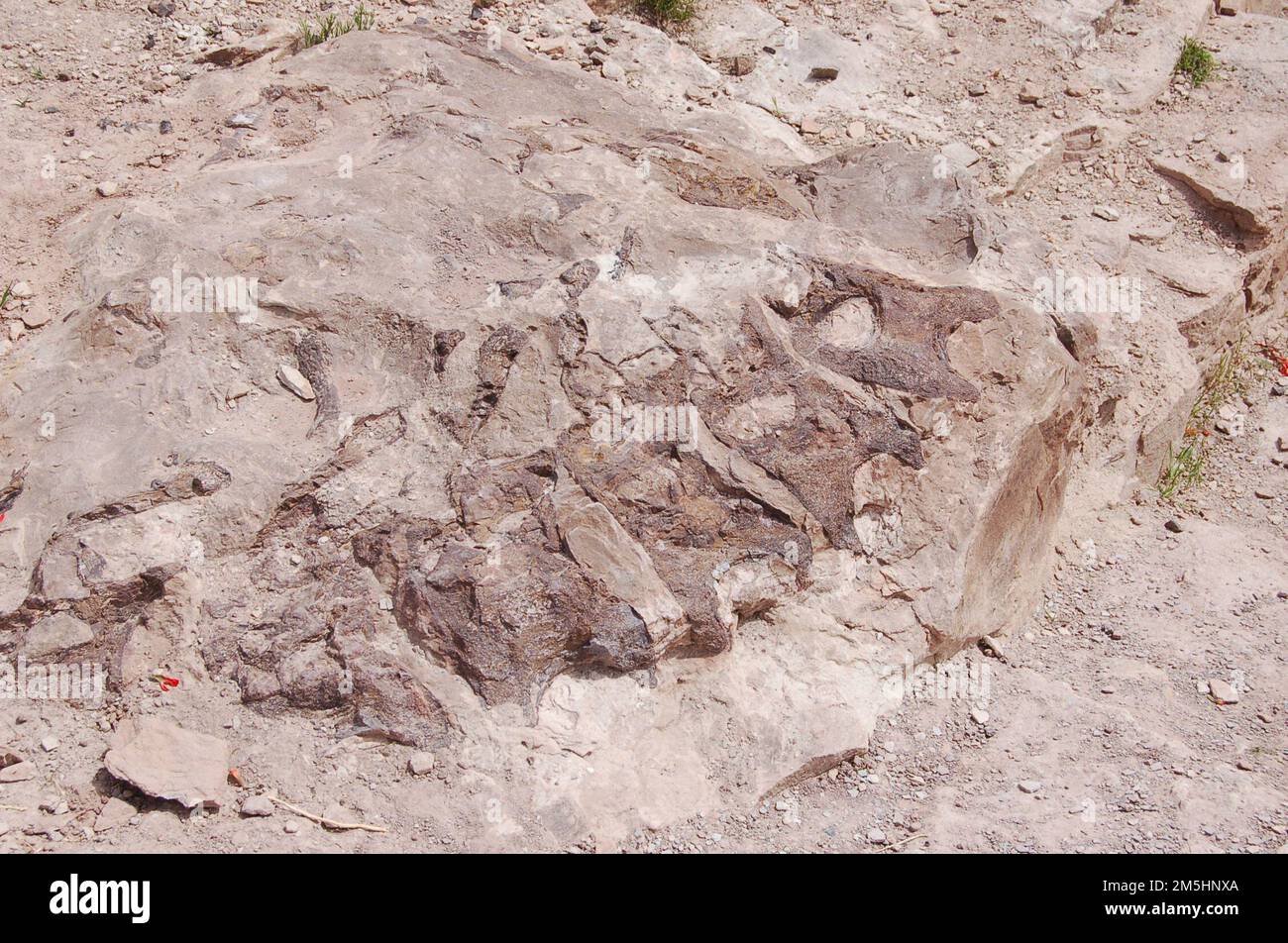 Dinosaur Diamond Prehistoric Highway - Diplodocus Skeleton along the ...