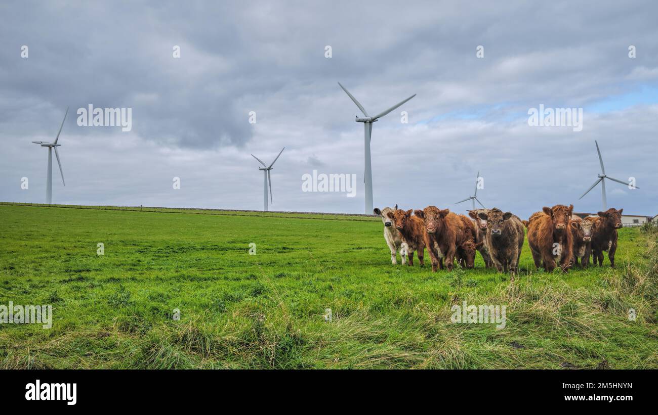 Cows in a field with wind turbines Stock Photo - Alamy