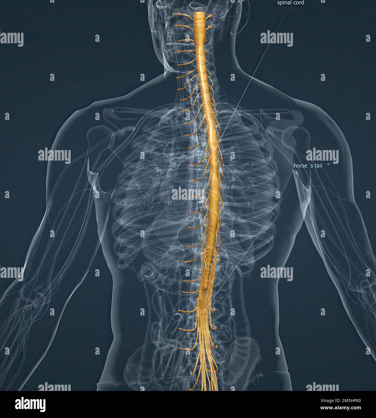 Coccygeal hi-res stock photography and images - Alamy