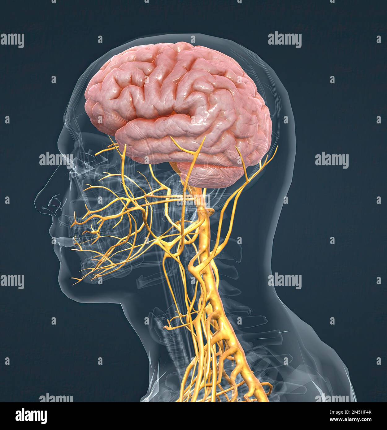 Human hands touching brain hi-res stock photography and images - Alamy