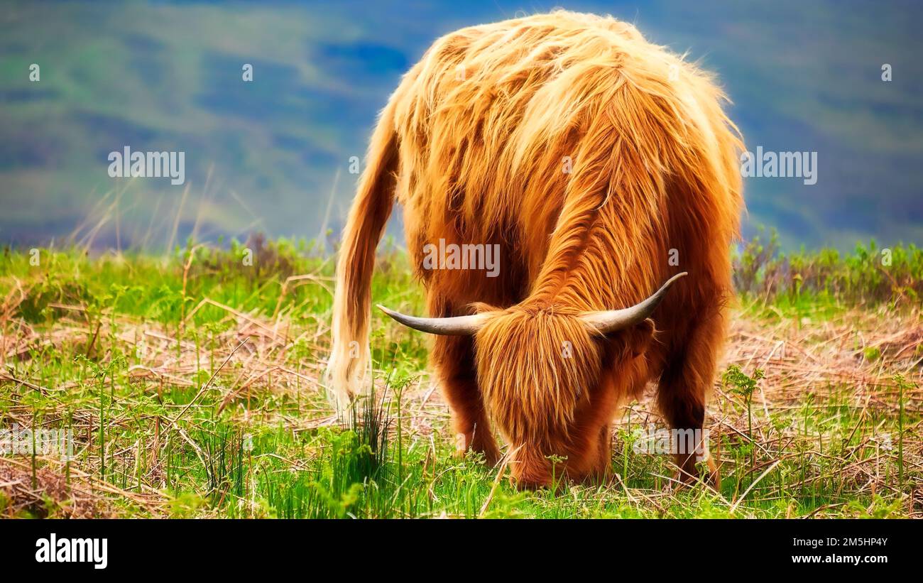Highland cow grazing on fresh spring grass in the Highlands Stock Photo ...