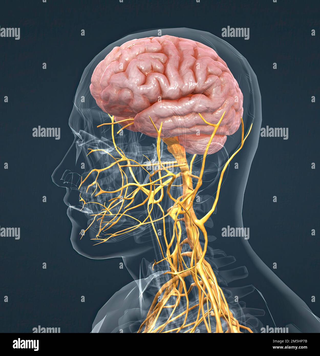 Human hands touching brain hi-res stock photography and images - Alamy