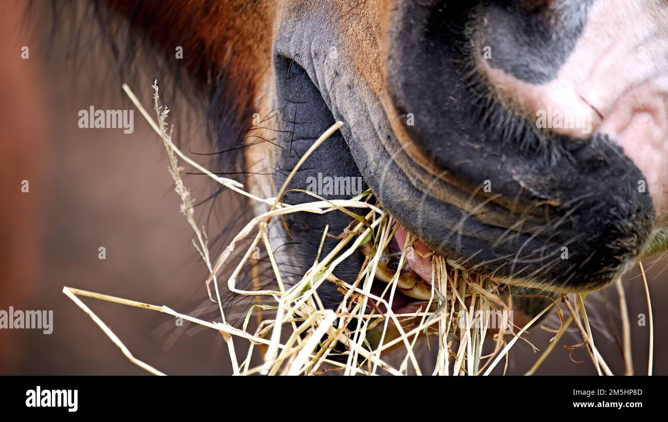 Grazing on hay hi-res stock photography and images - Alamy