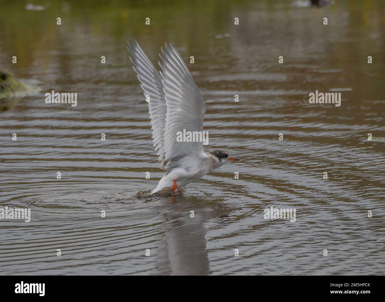 Arctic Tern (Sterna paradisaea), Grutness Pools, Shetland Stock Photo ...