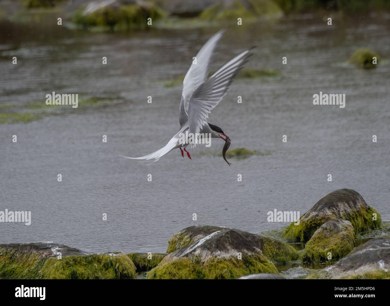 Arctic Tern (Sterna paradisaea), Grutness Pools, Shetland Stock Photo ...