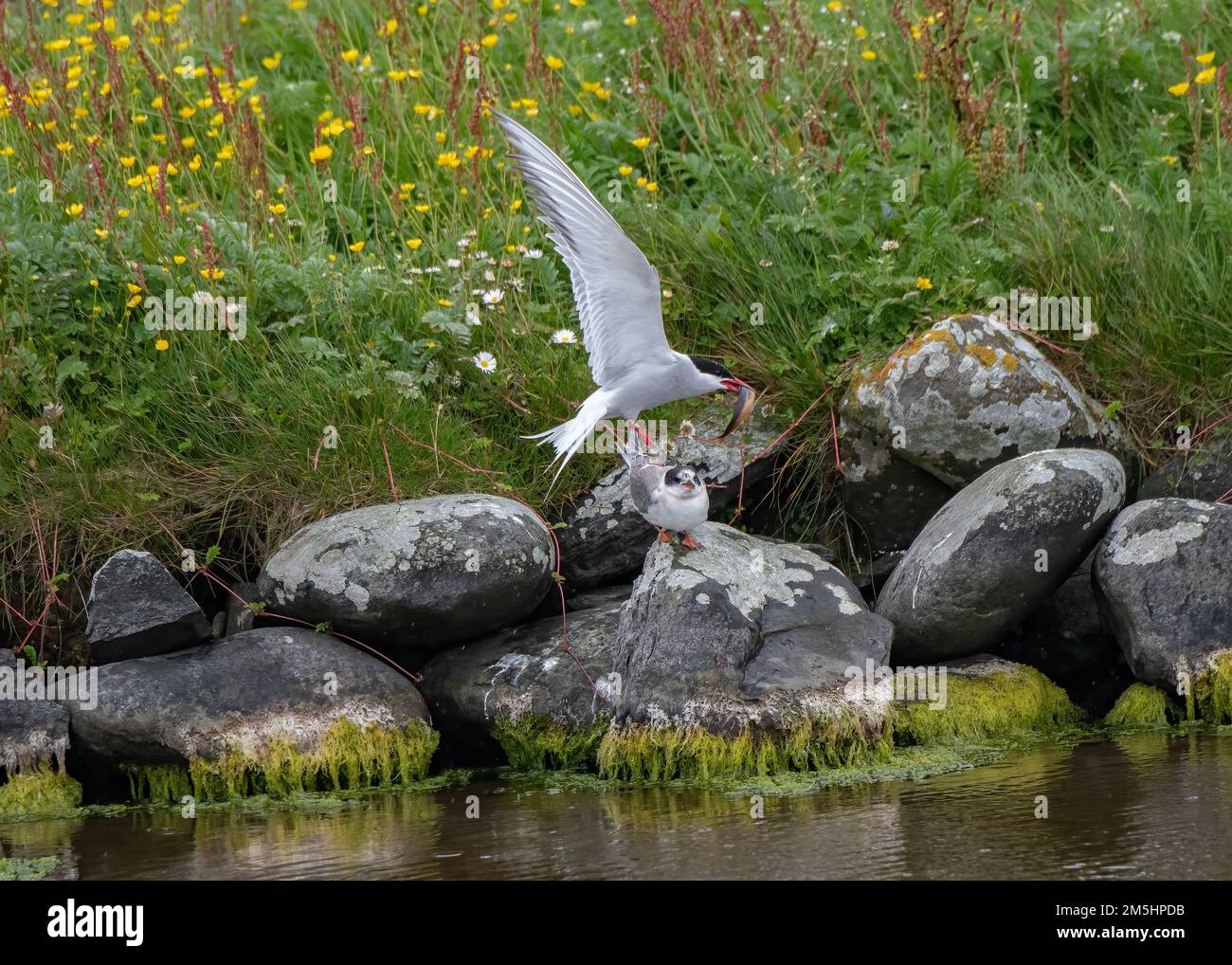 Arctic Tern (Sterna paradisaea), Grutness Pools, Shetland Stock Photo ...