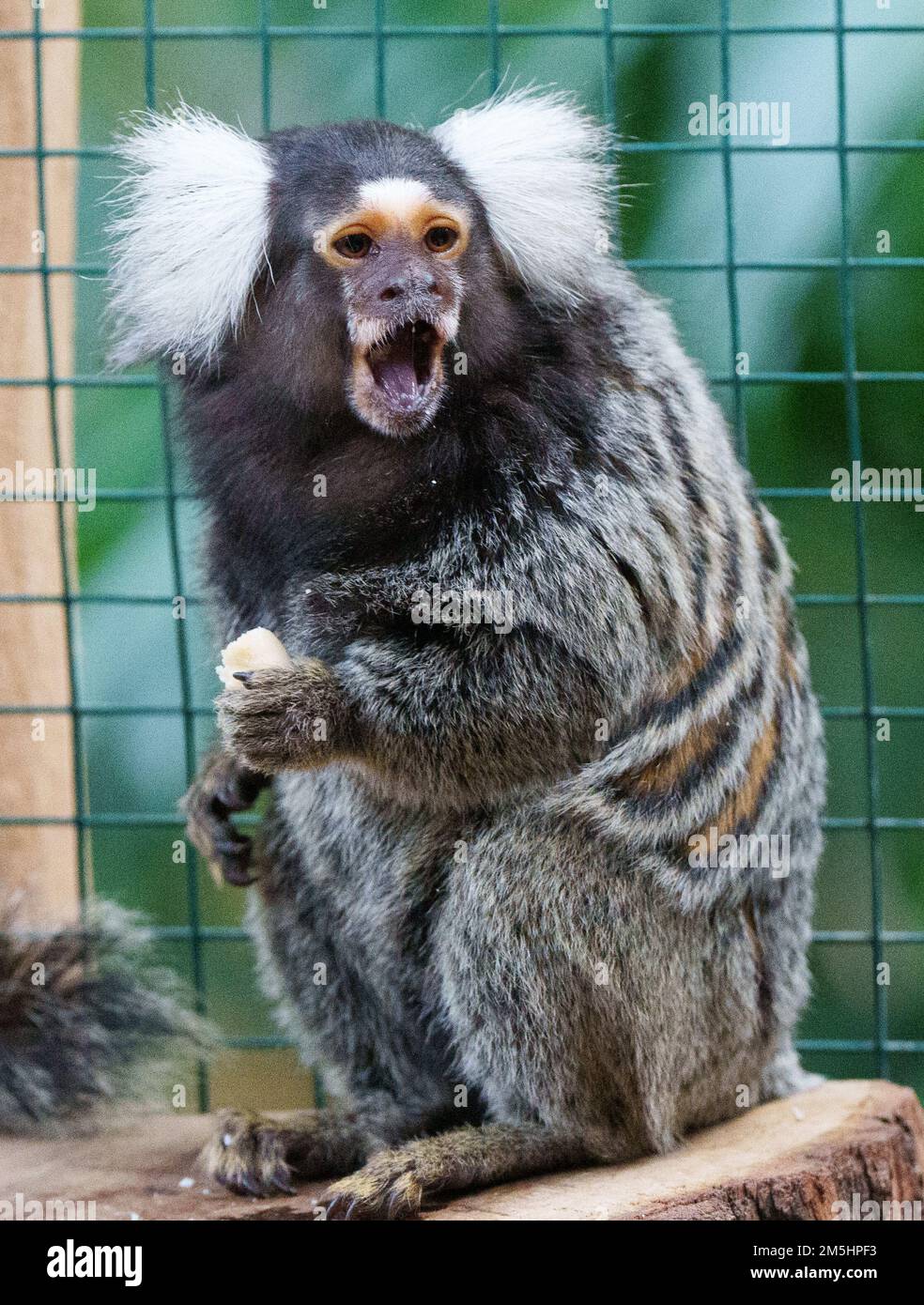 29 December 2022, Brandenburg, Potsdam: The white-tufted monkey ...