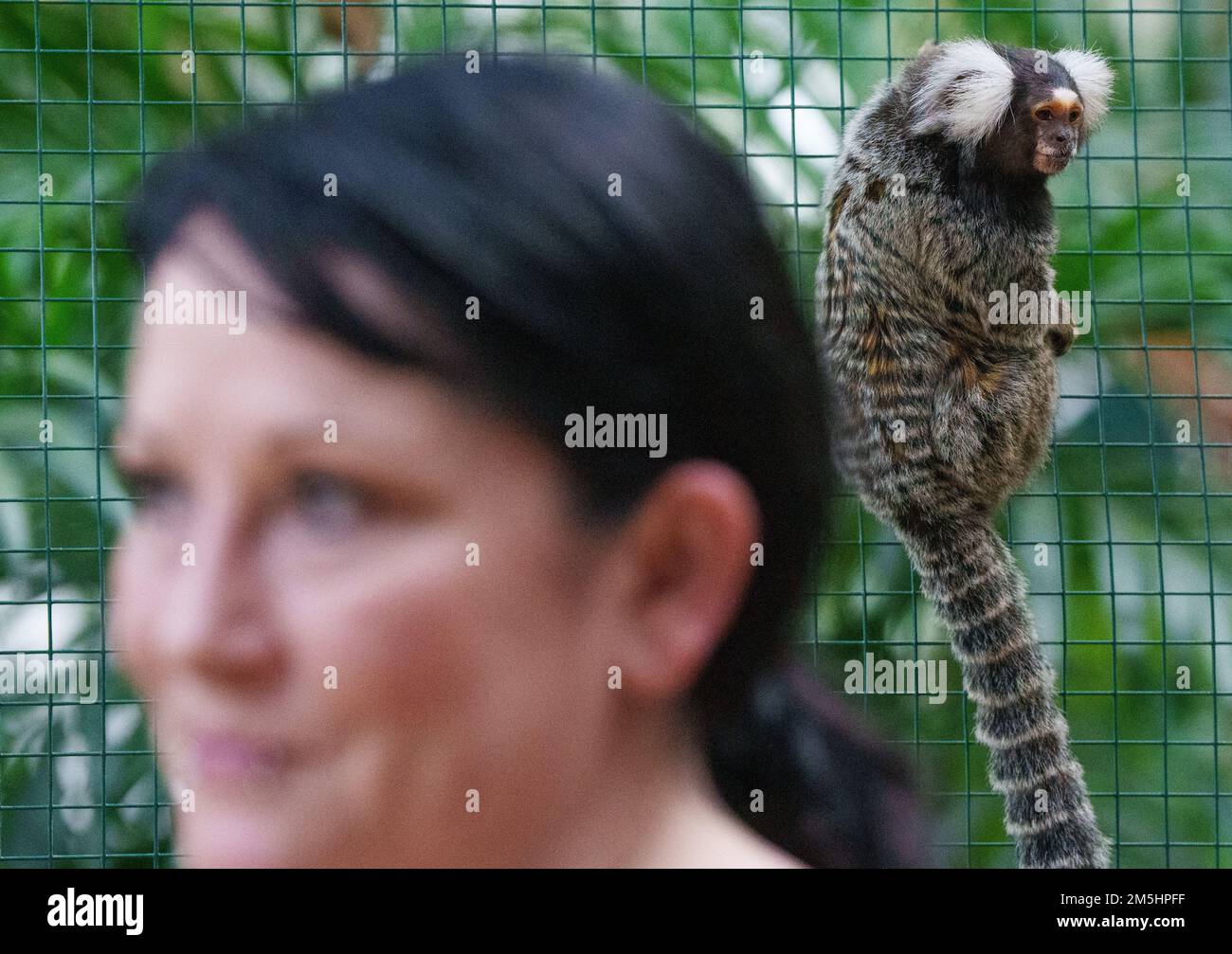29 December 2022, Brandenburg, Potsdam: Animal keeper Lisa stands in ...