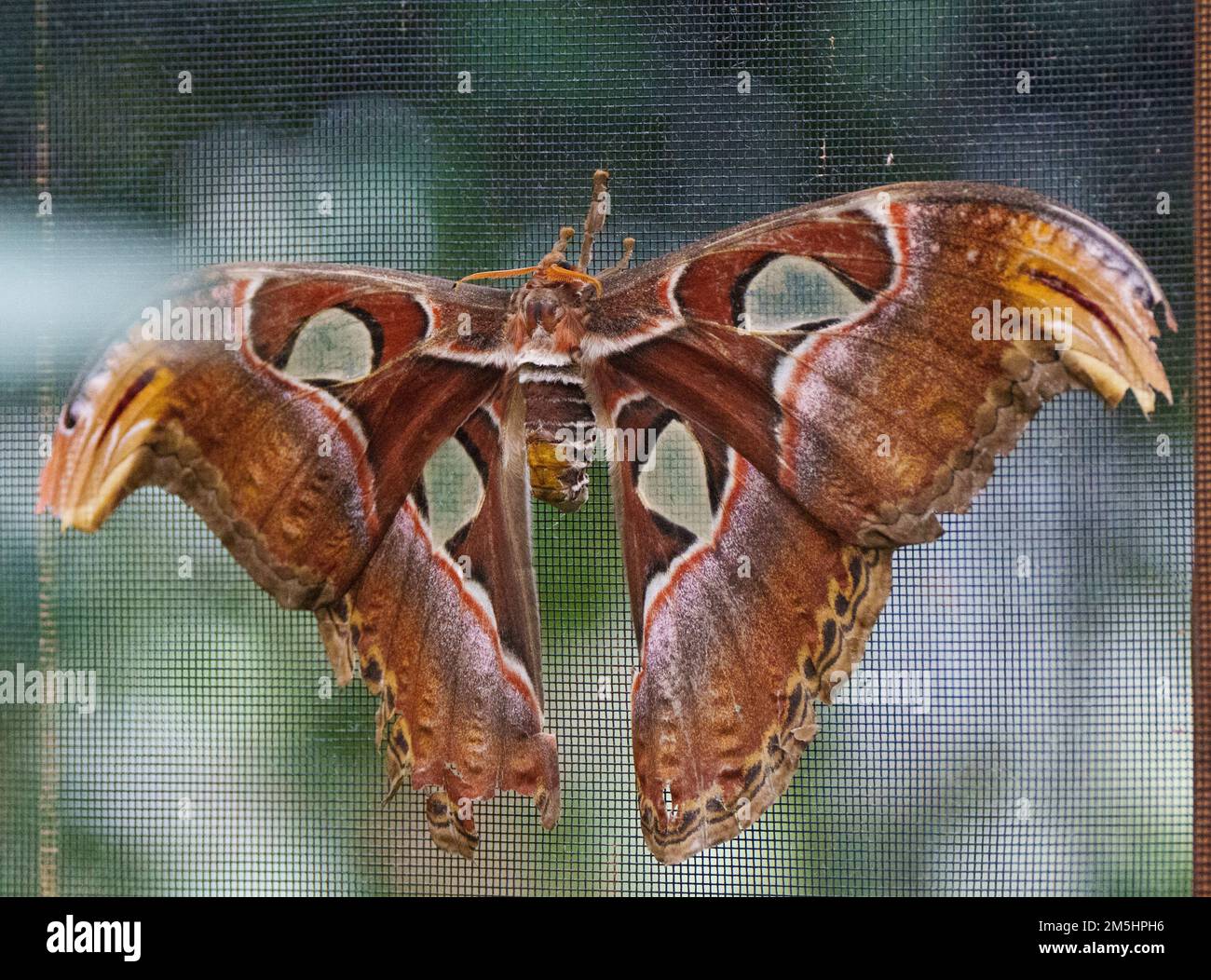 Fish moth hi-res stock photography and images - Alamy