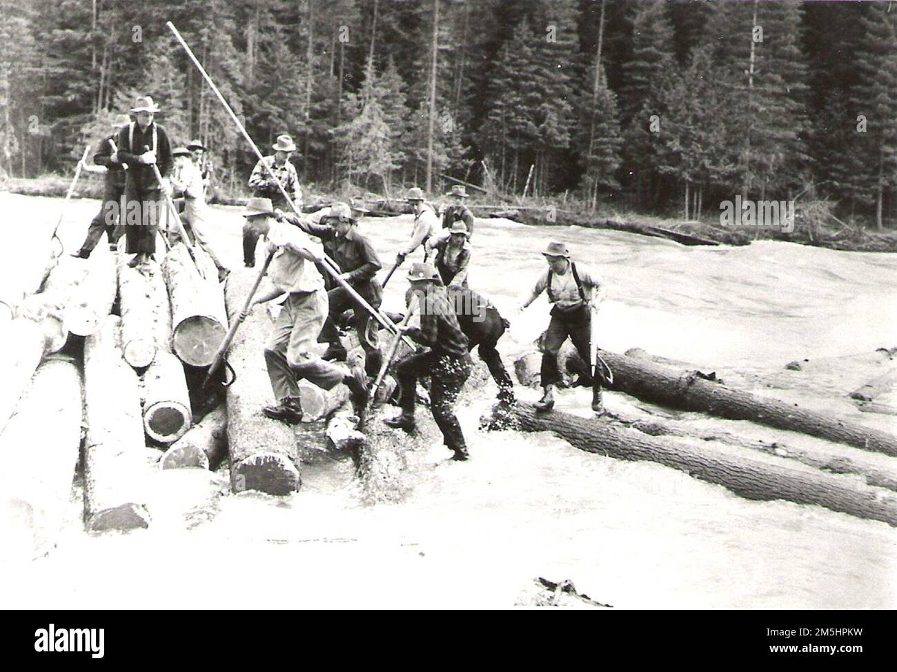 Stray pigs hi-res stock photography and images - Alamy