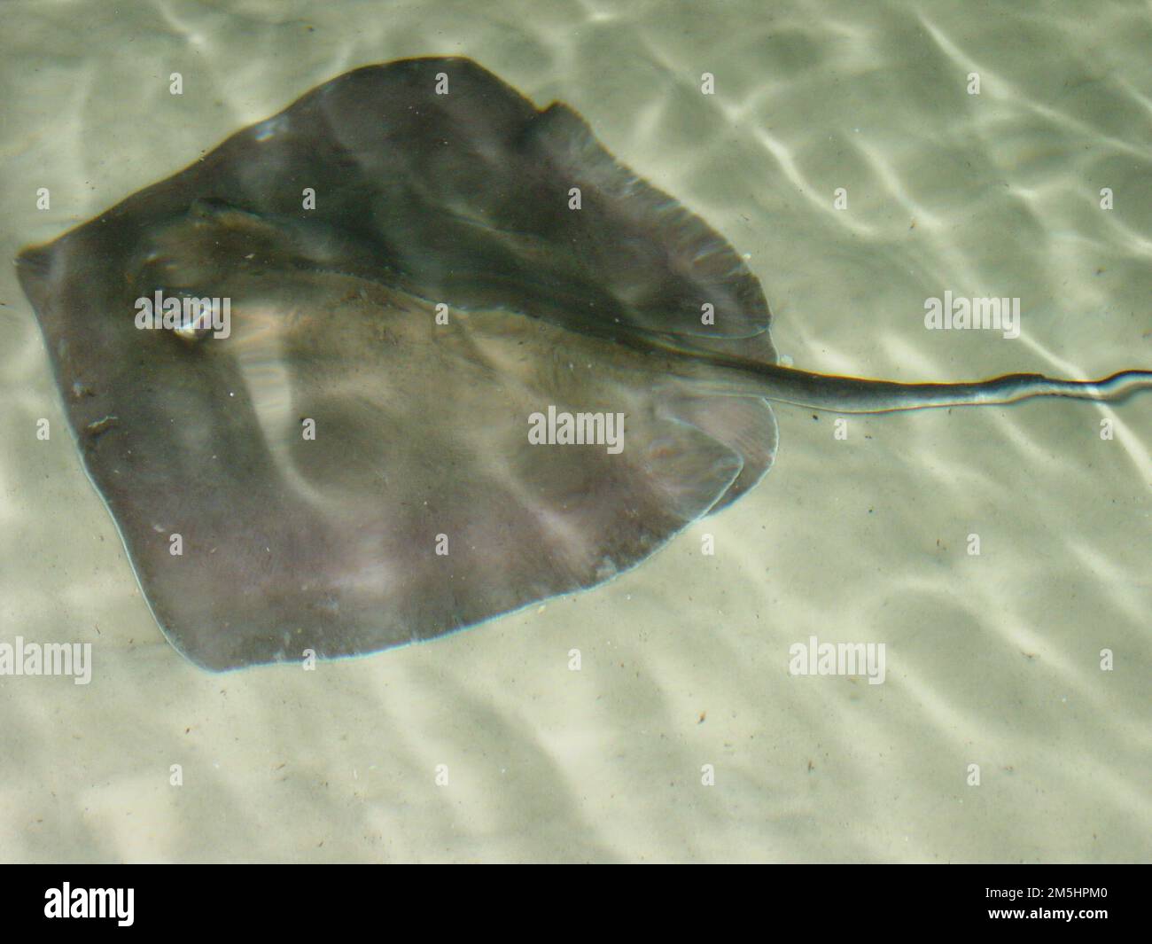 Stingray Stinger Location