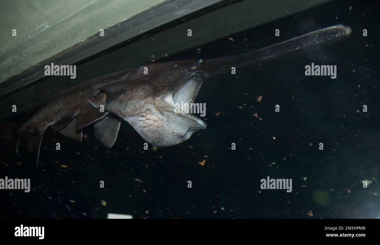 Great River Road - Fish in the Water at Mississippi Museum. A gray ...