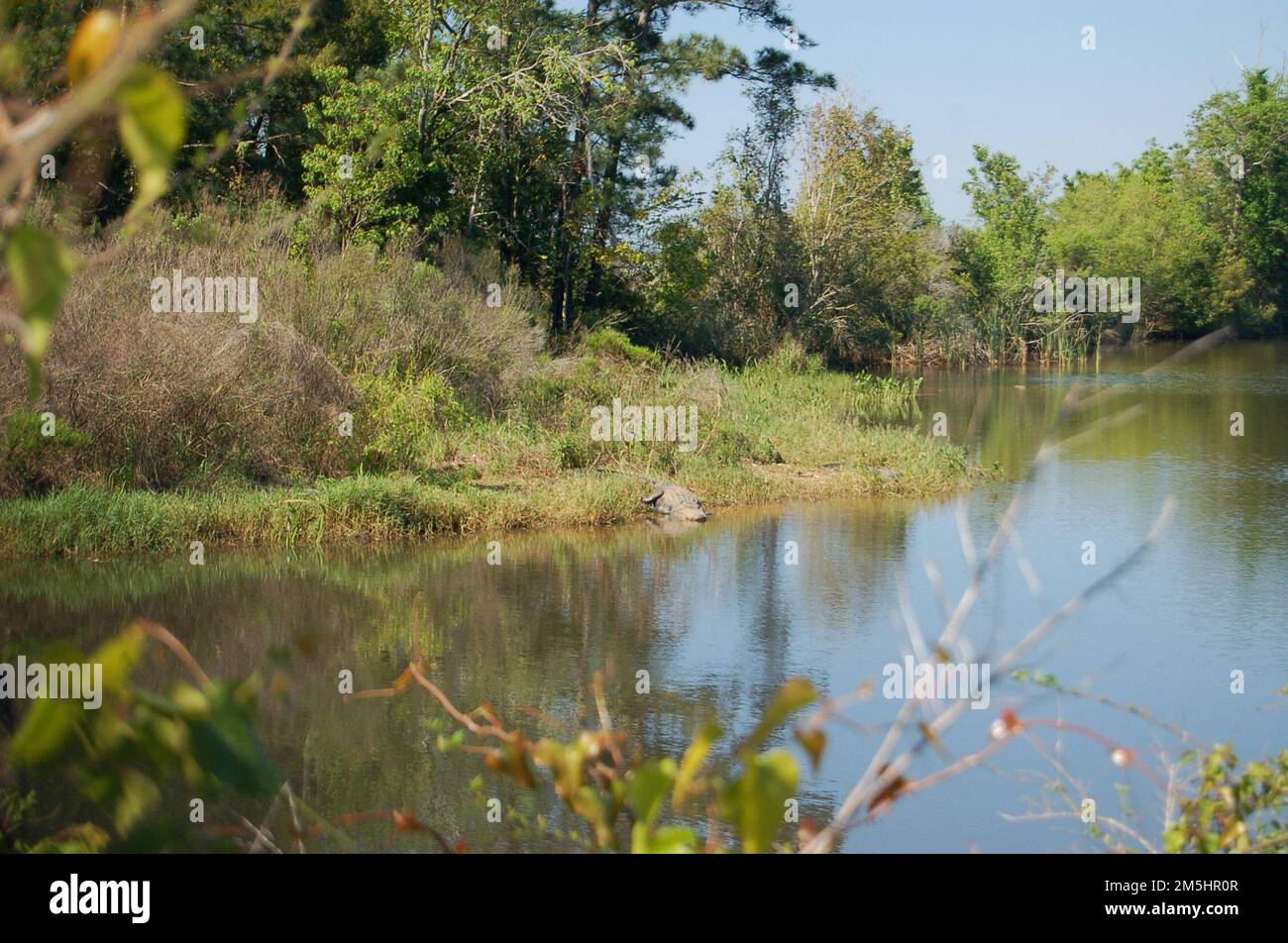 Alabama's Coastal Connection - Gator in Gator Alley. A large alligator ...