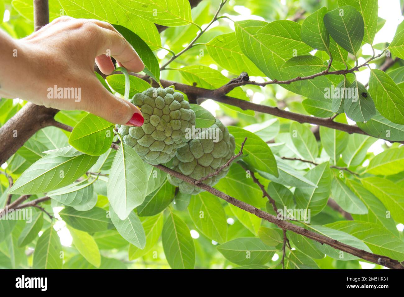 Red Custard Apple Tree