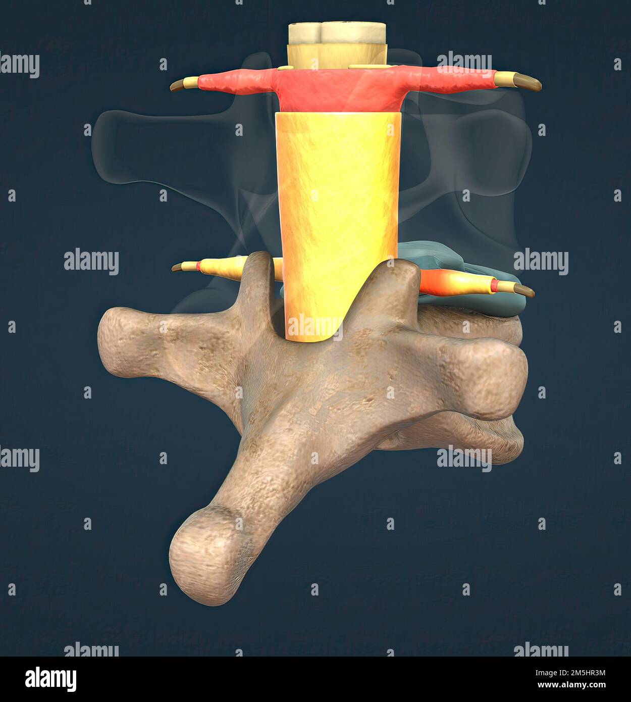 Intervertebral foramen hi-res stock photography and images - Alamy