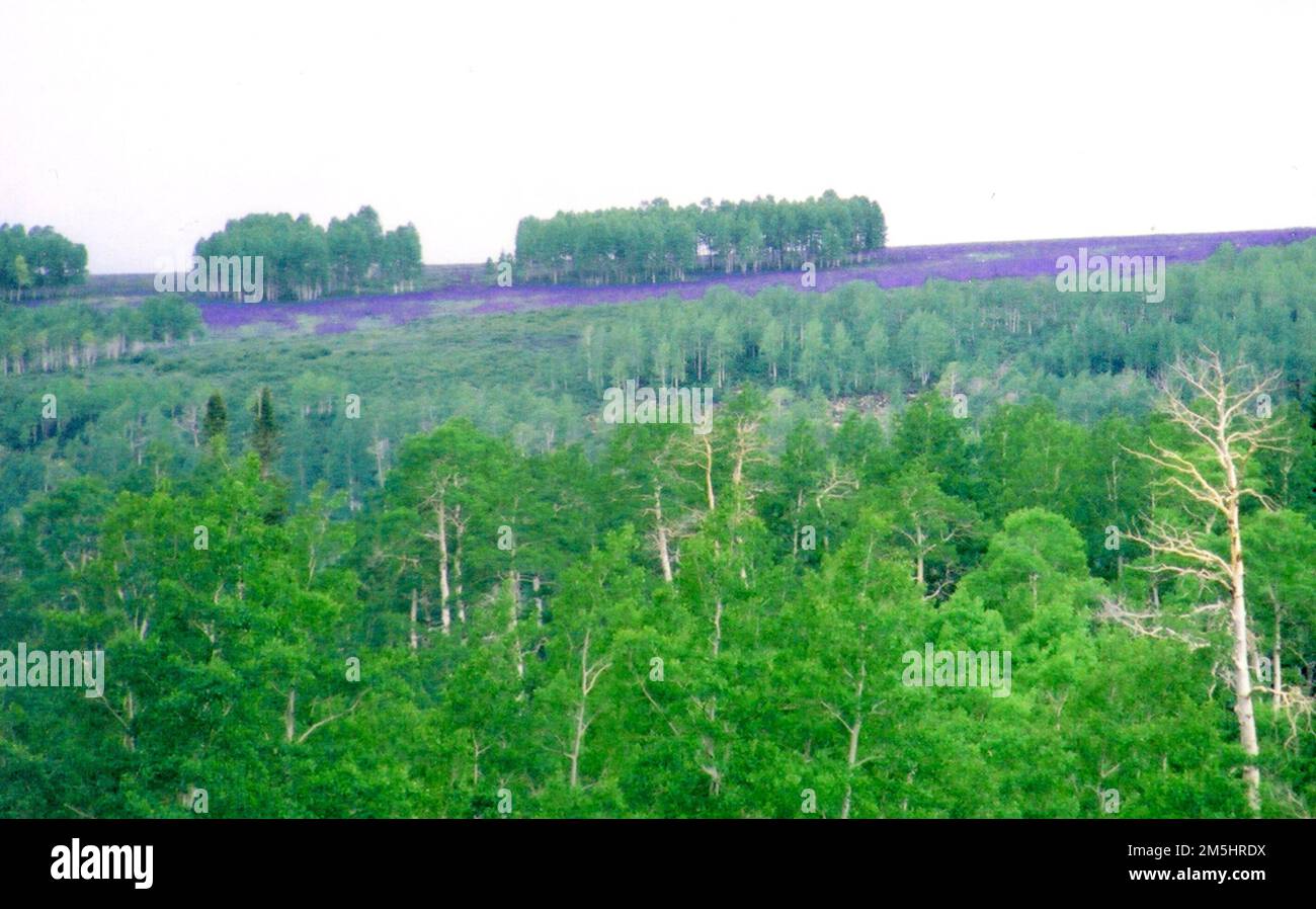 The Energy Loop: Huntington/Eccles Canyons Scenic Byway - June Larkspur ...