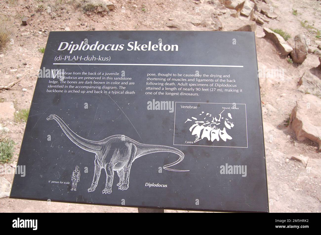 Dinosaur Diamond Prehistoric Highway - Diplodocus Skeleton Description ...
