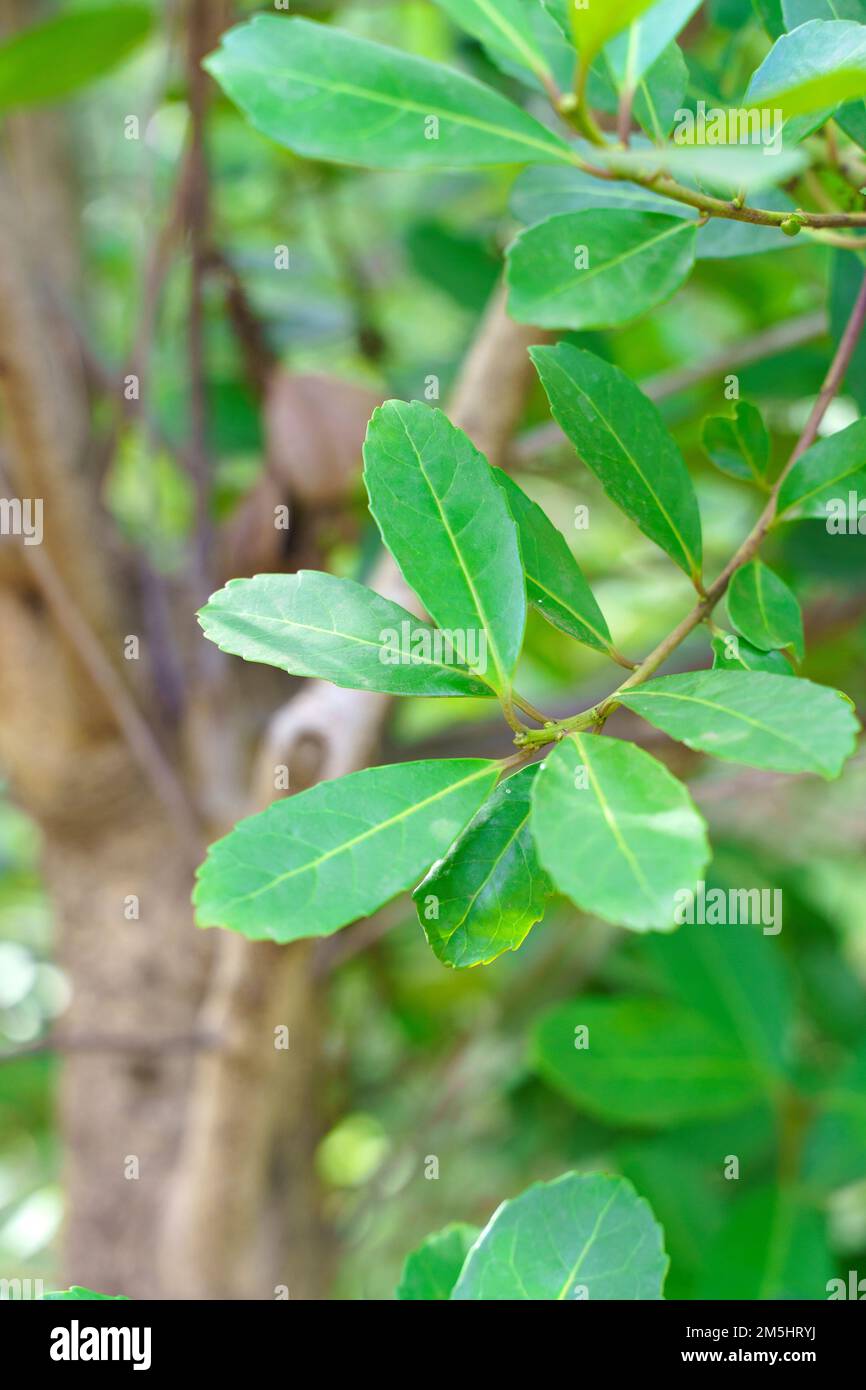 Yerba mate plantation hi-res stock photography and images - Alamy