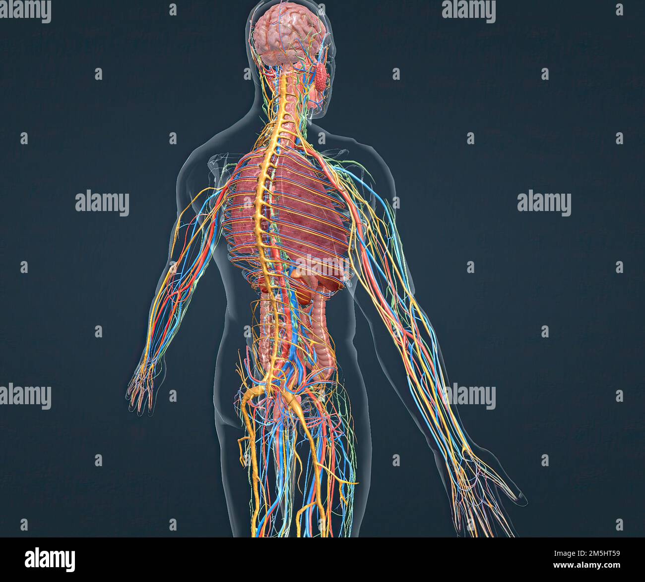 Human vascular system hand hi-res stock photography and images - Alamy