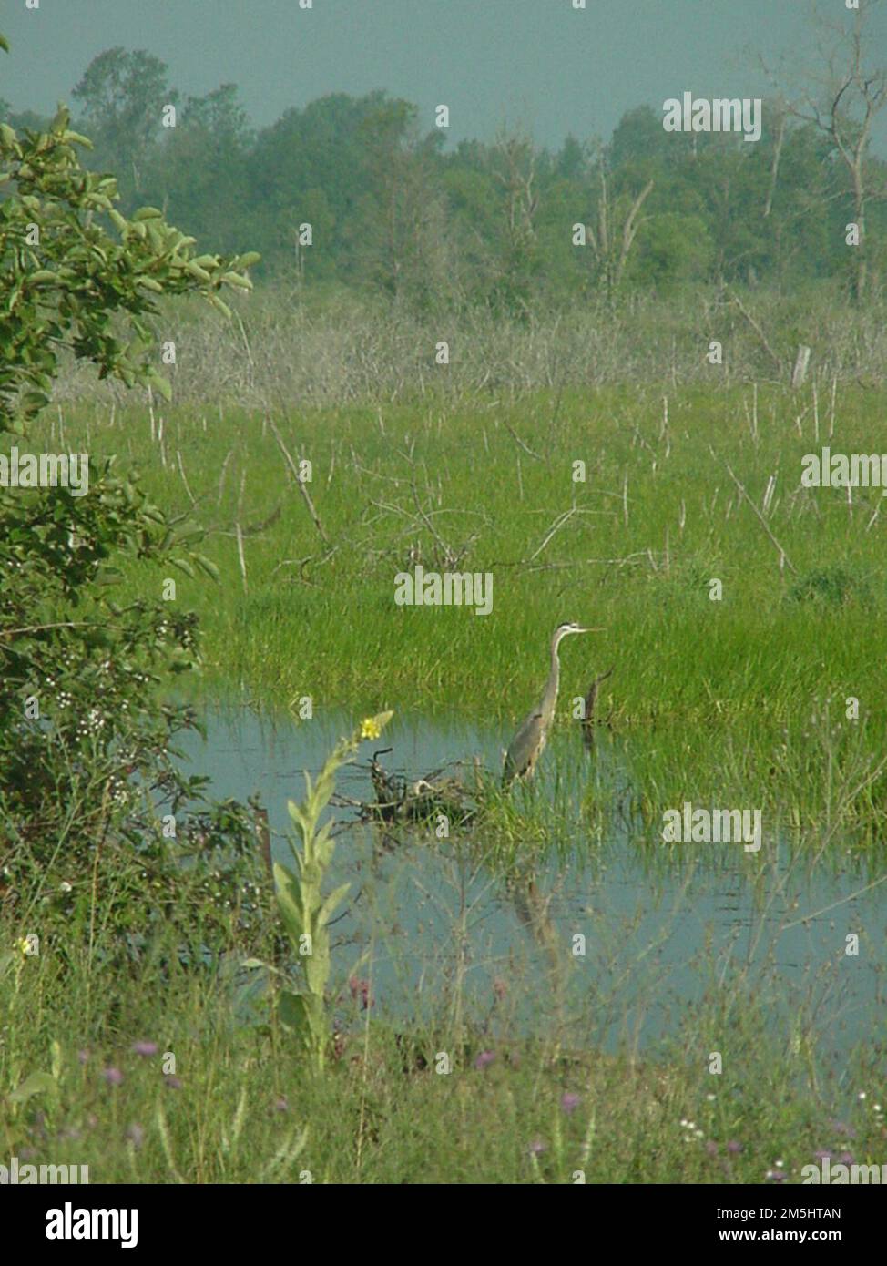 River Road Scenic Byway - Great Blue Heron at Tuttle Marsh Wildlife ...