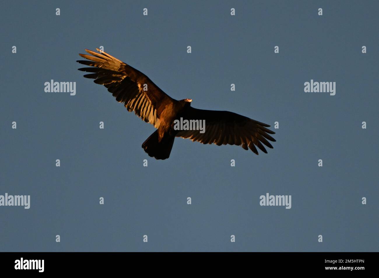 Pembroke Pines FL, USA. 28th Dec, 2022. A Turkey Vulture is seen flying ...