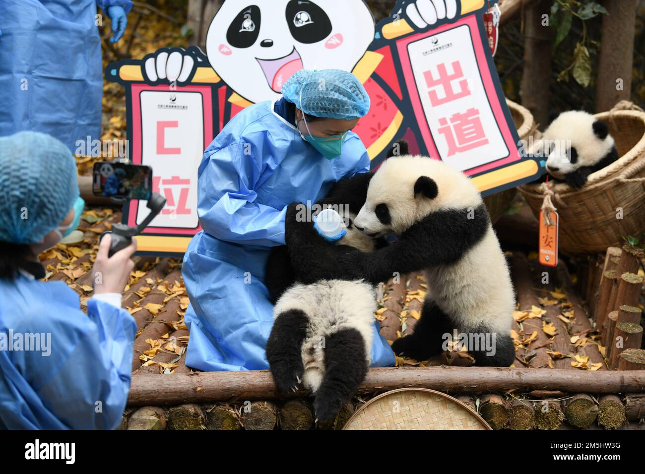Chengdu. 29th Dec, 2022. This photo taken on Dec. 29, 2022 shows a staff member feeding a giant ...