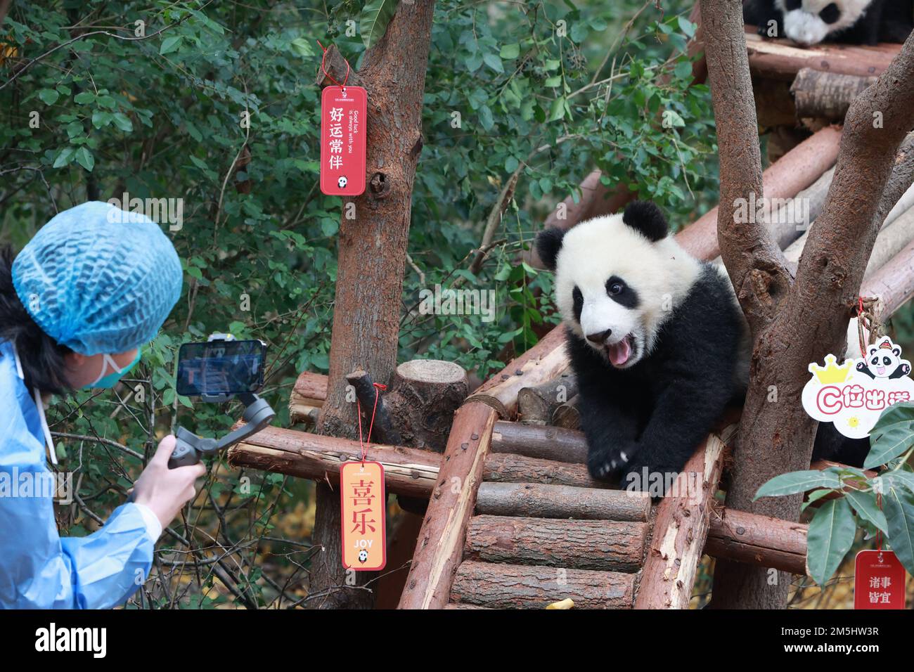 Chengdu, China's Sichuan Province. 29th Dec, 2022. A staff member takes pictures of a giant ...