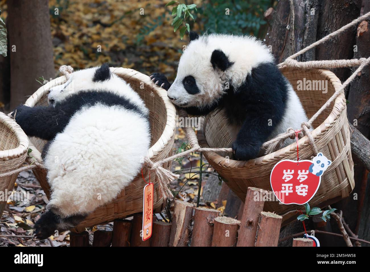 Chengdu. 29th Dec, 2022. This photo taken on Dec. 29, 2022 shows giant panda cubs at Chengdu ...