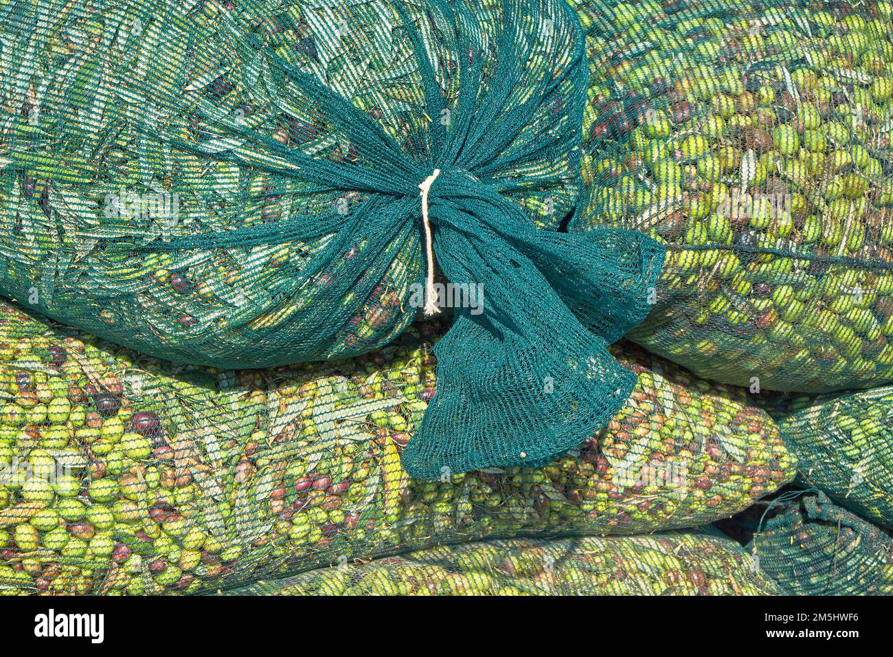 Olives picking greece hi-res stock photography and images - Alamy