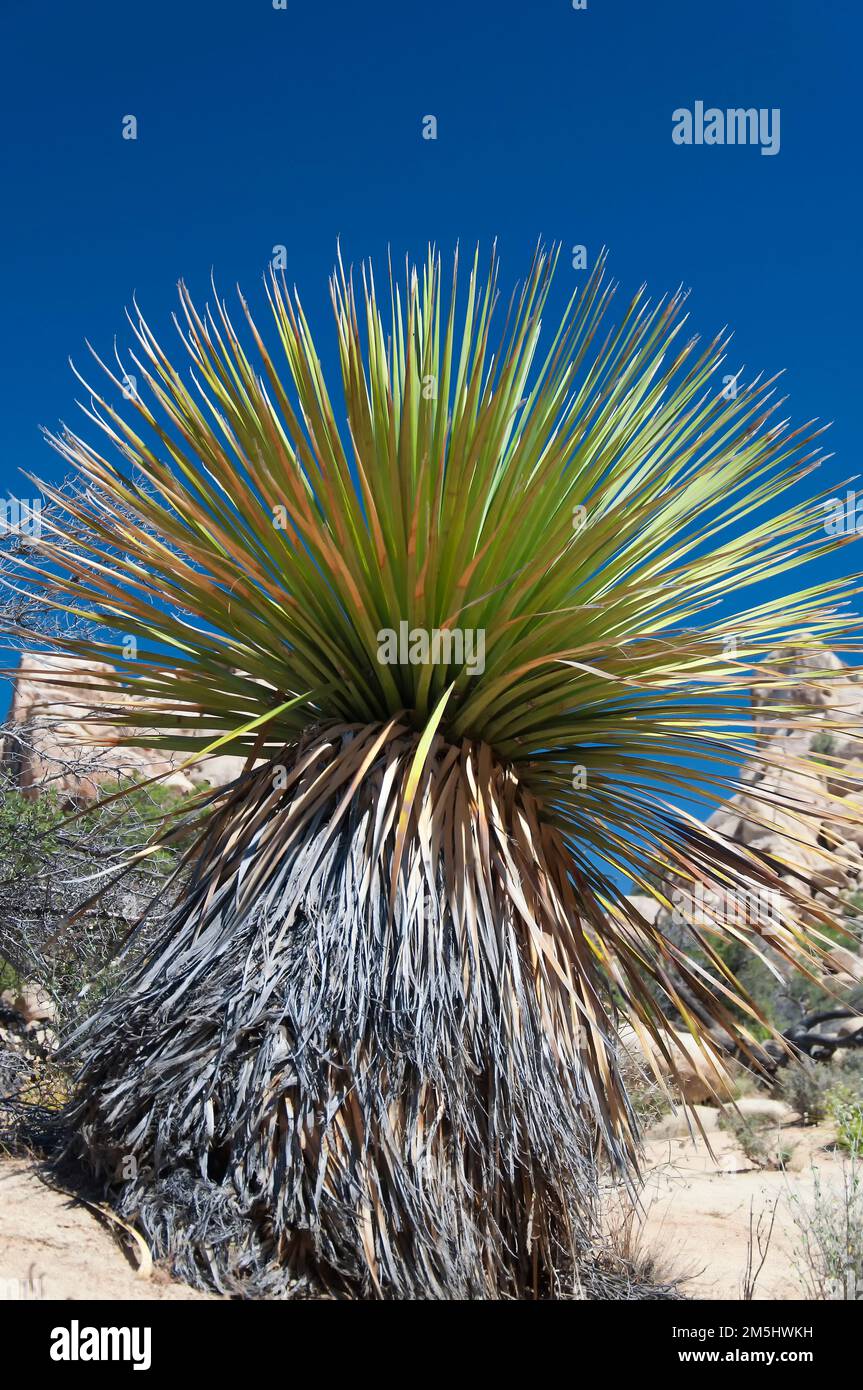 Large agave hi-res stock photography and images - Alamy