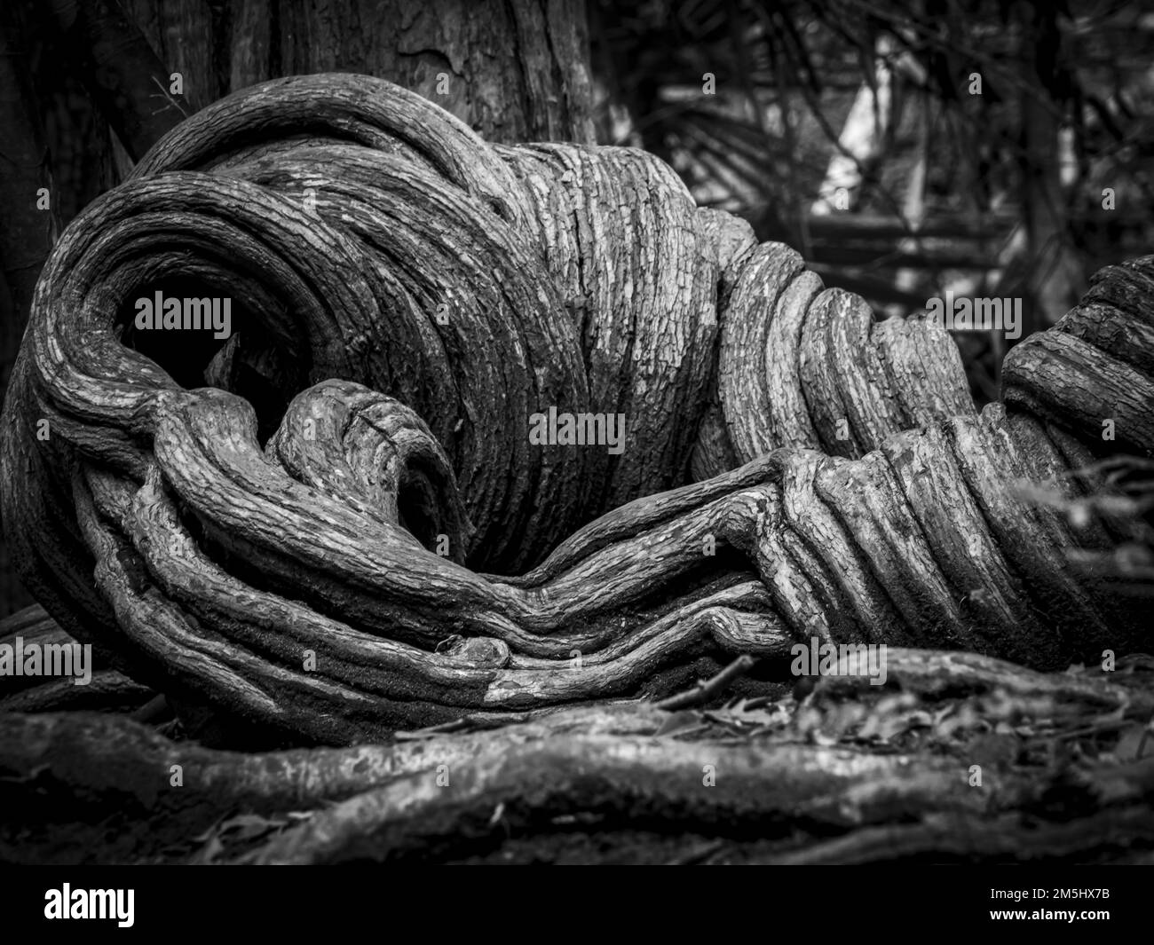 The grayscale close-up view of a twisted tree trunk in the woods Stock ...