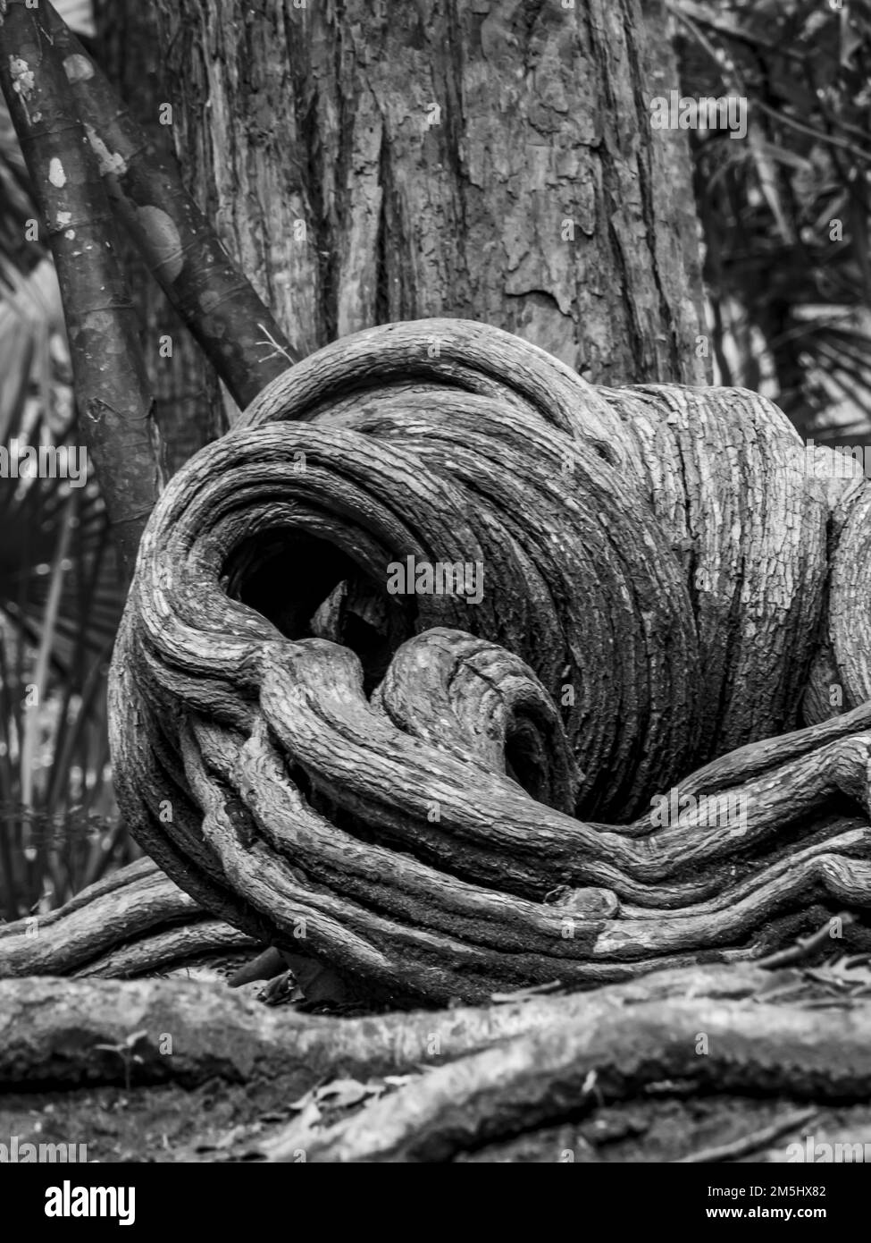 The vertical grayscale close-up view of a twisted tree trunk in the ...