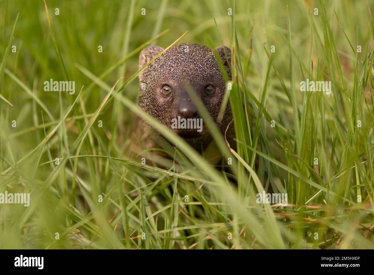 Largest mongoose hi-res stock photography and images - Alamy