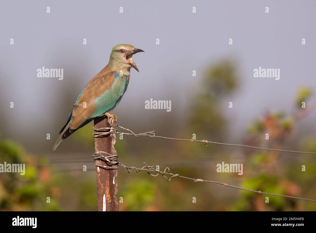 European roller (Coracias garrulus) on a branch. This migrant bird is ...