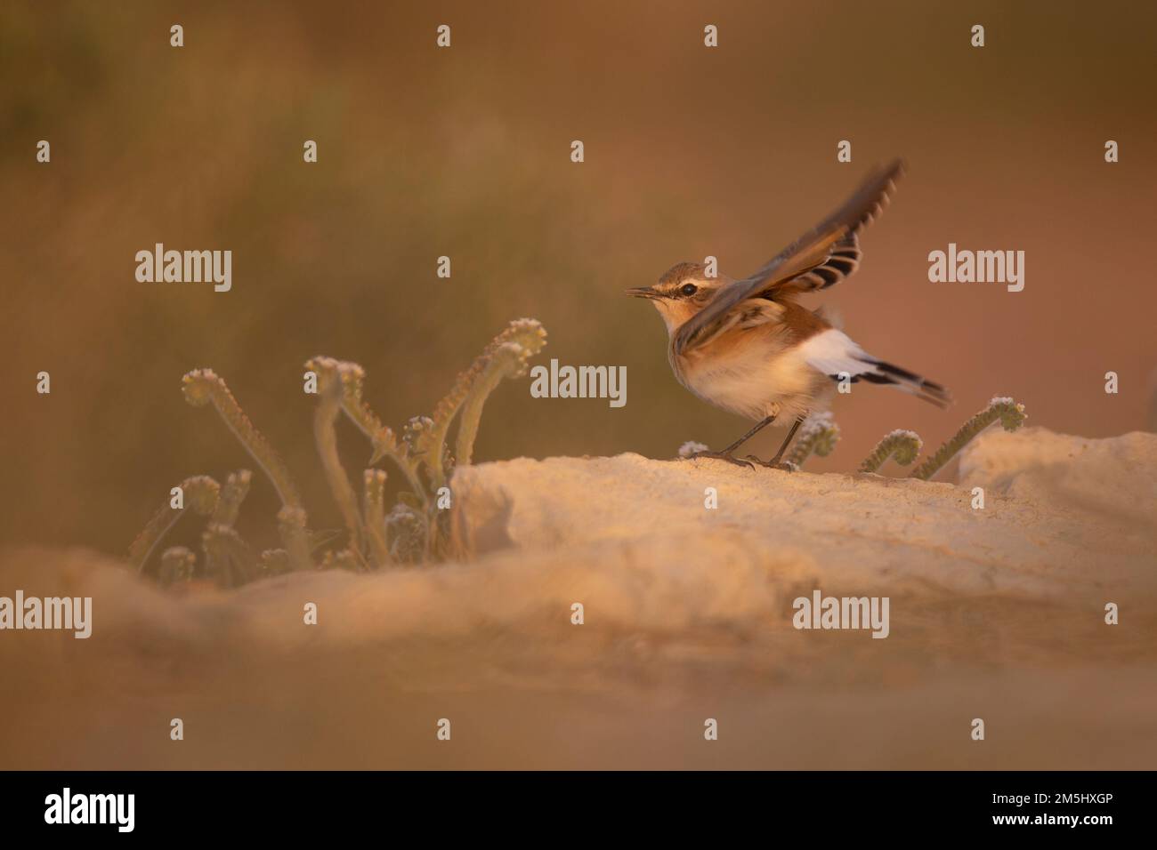 Whinchat (Saxicola rubetra) a small migratory passerine bird that ...