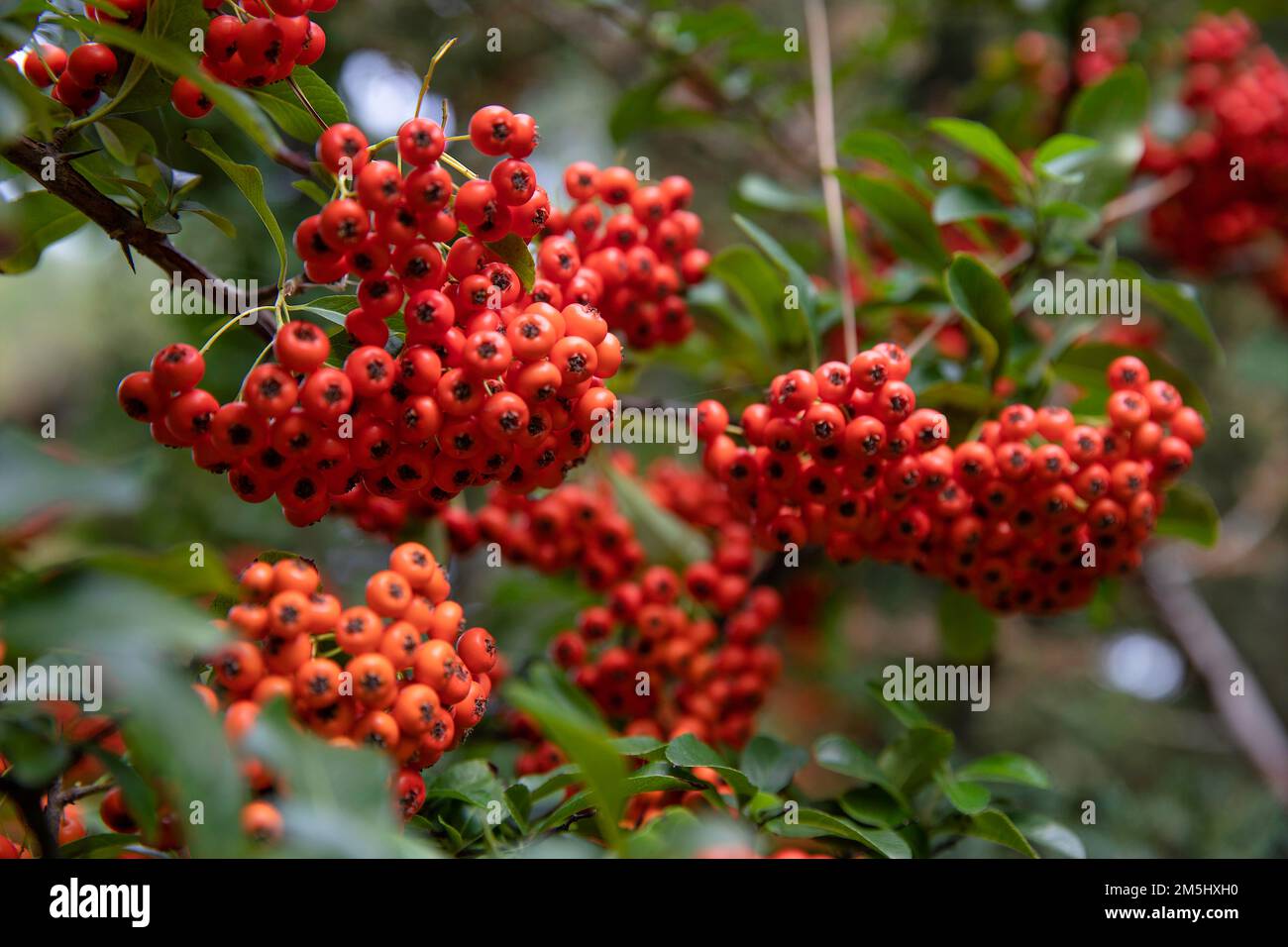 Ashberry hi-res stock photography and images - Alamy