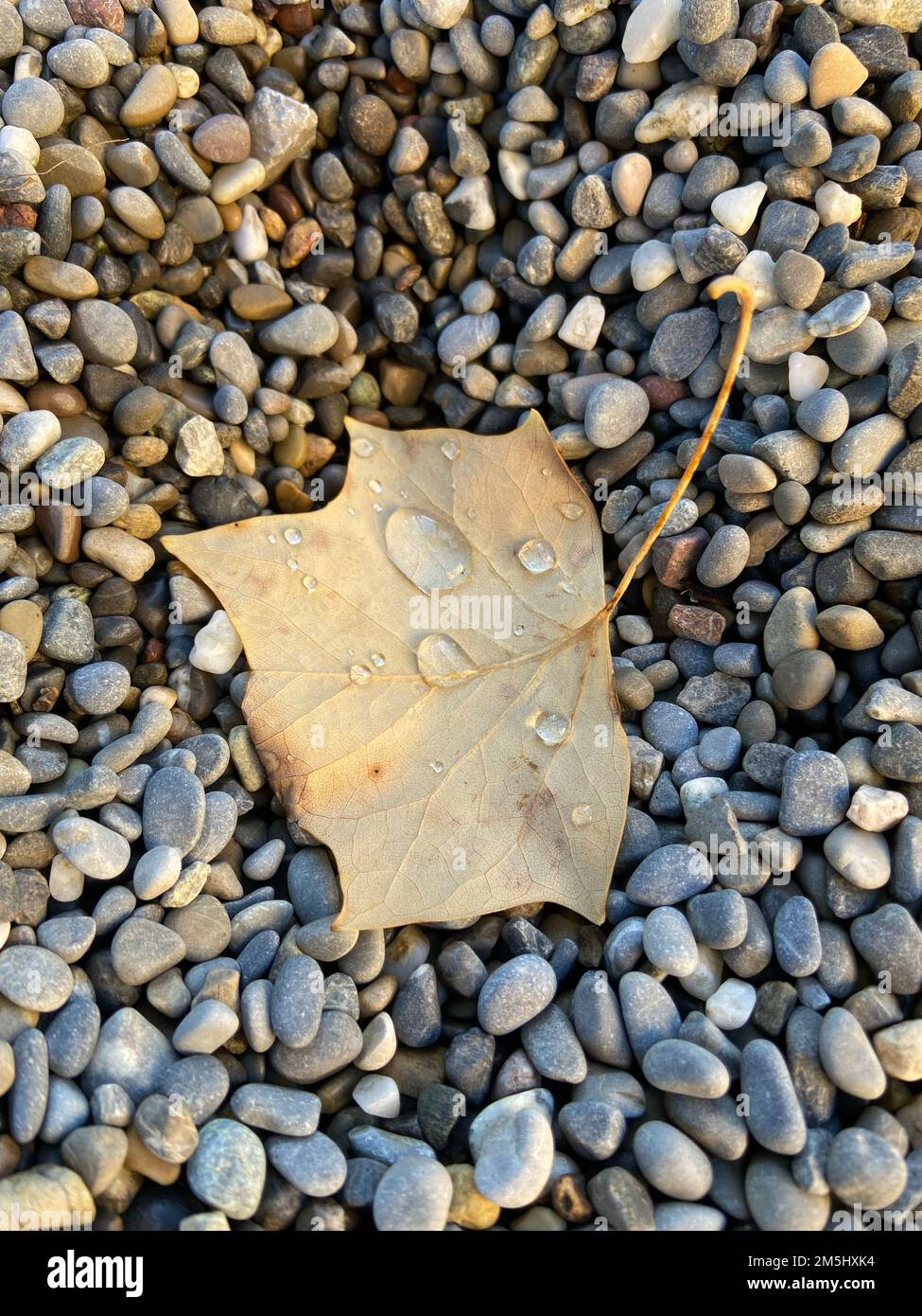 A dry autumn leaf on pebbles Stock Photo - Alamy