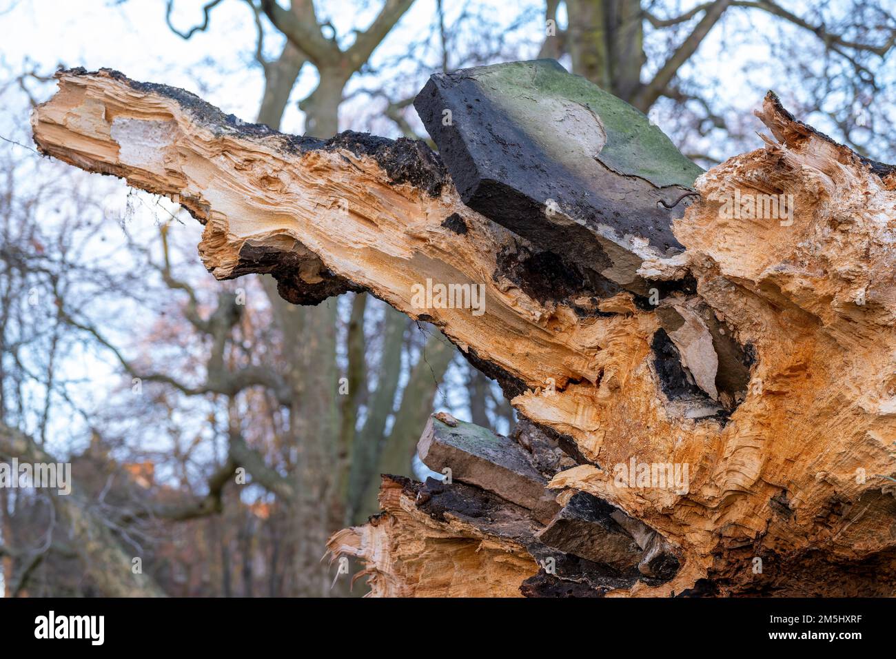 29th December 2022: St Pancras Gardens, London, the shattered root of ...
