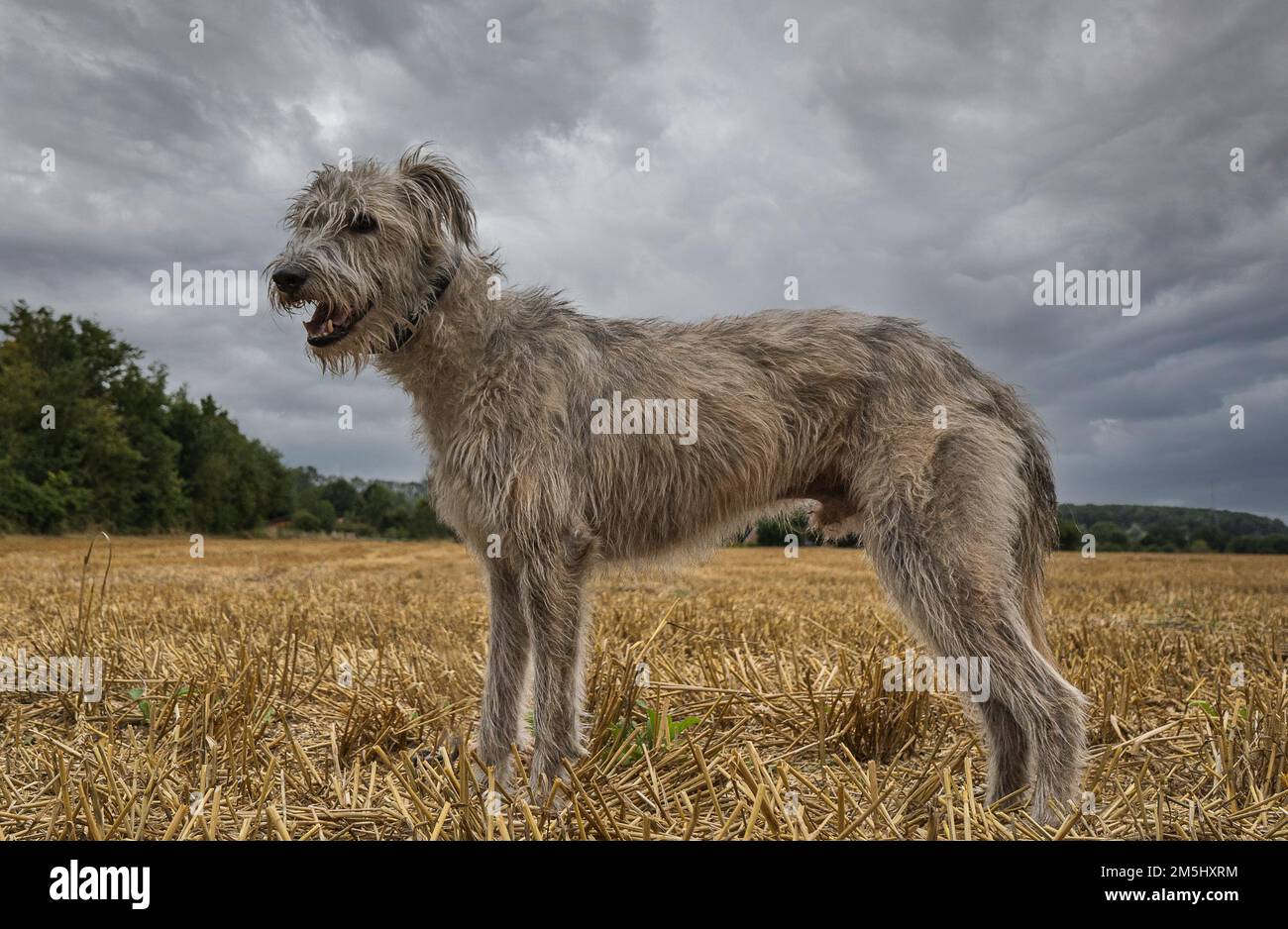Lurcher hunting hi-res stock photography and images - Alamy