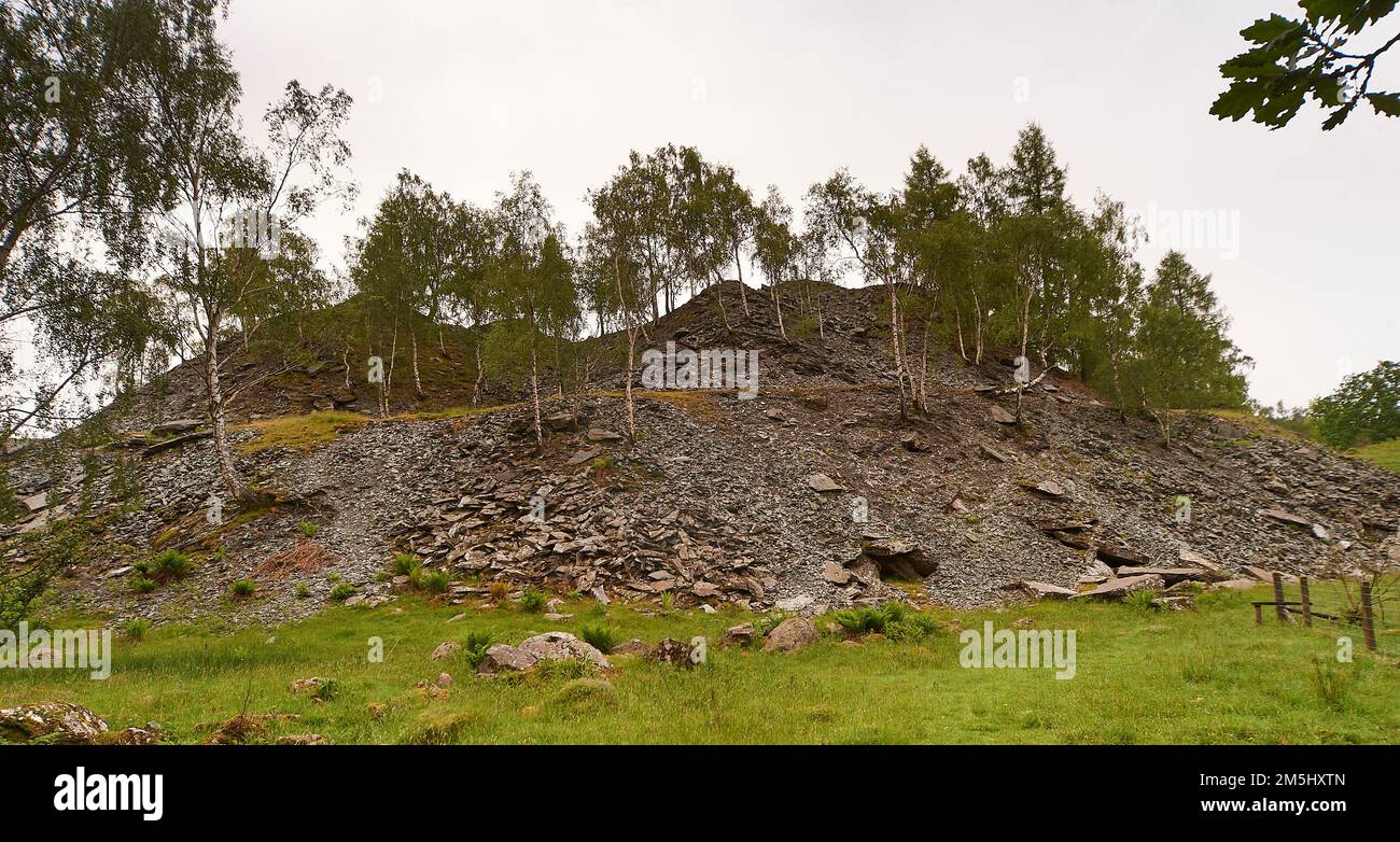 Mountain ash trees hi-res stock photography and images - Alamy