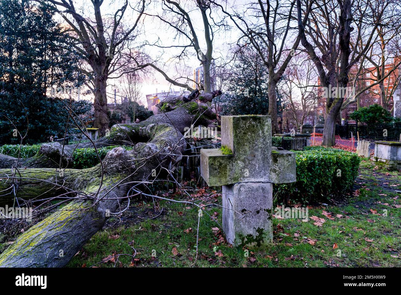 December 28th 2022, St Pancras, London: the Hardy Tree, a natural ...