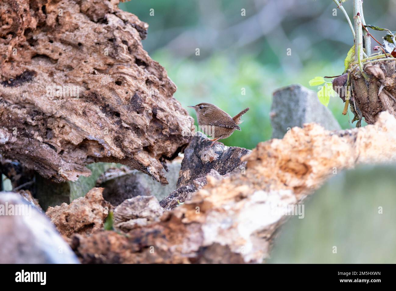 29th December 2022: A wren prospects for food in the roots of the ...