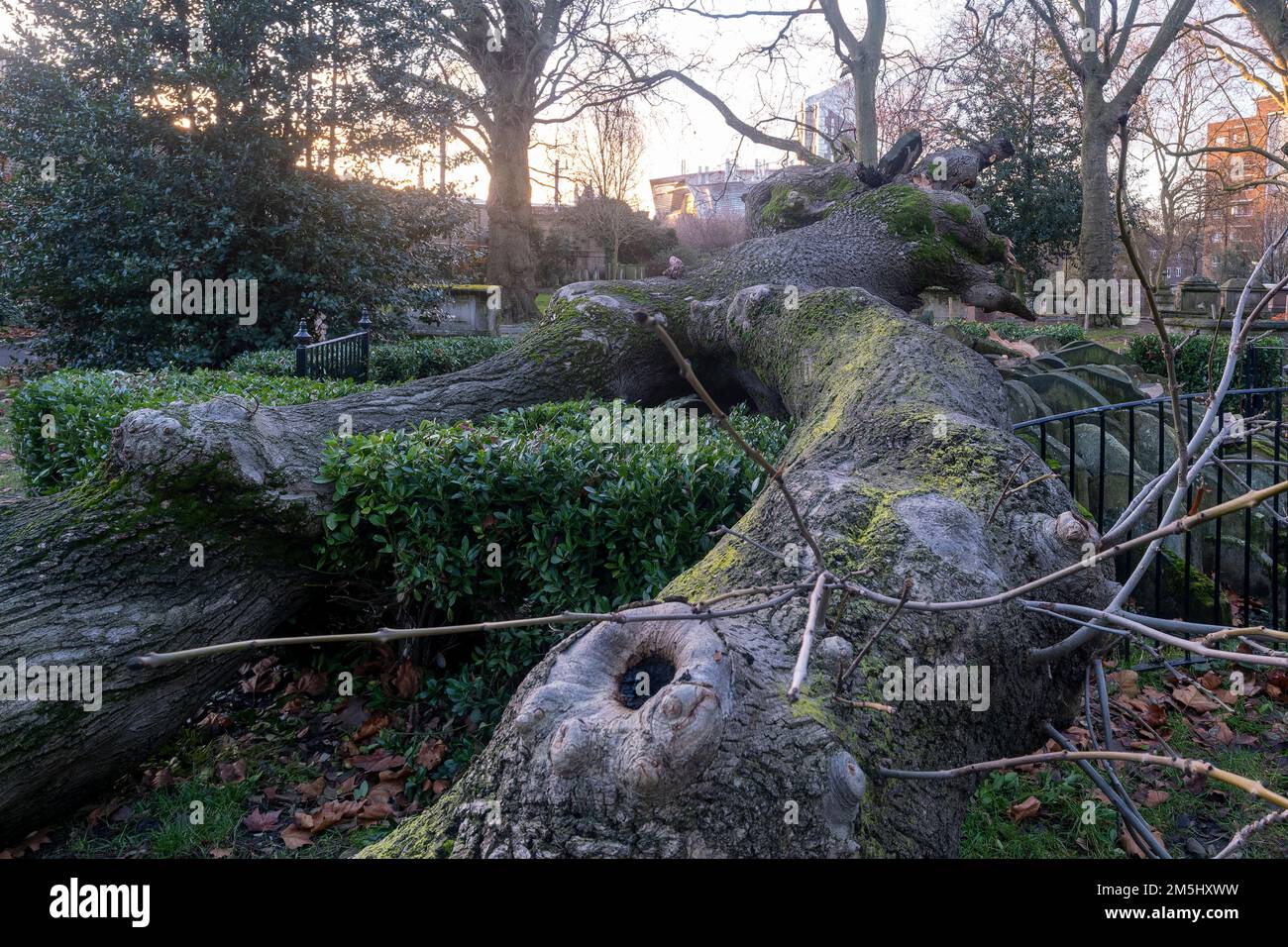 December 28th 2022, St Pancras, London: the Hardy Tree, a natural ...