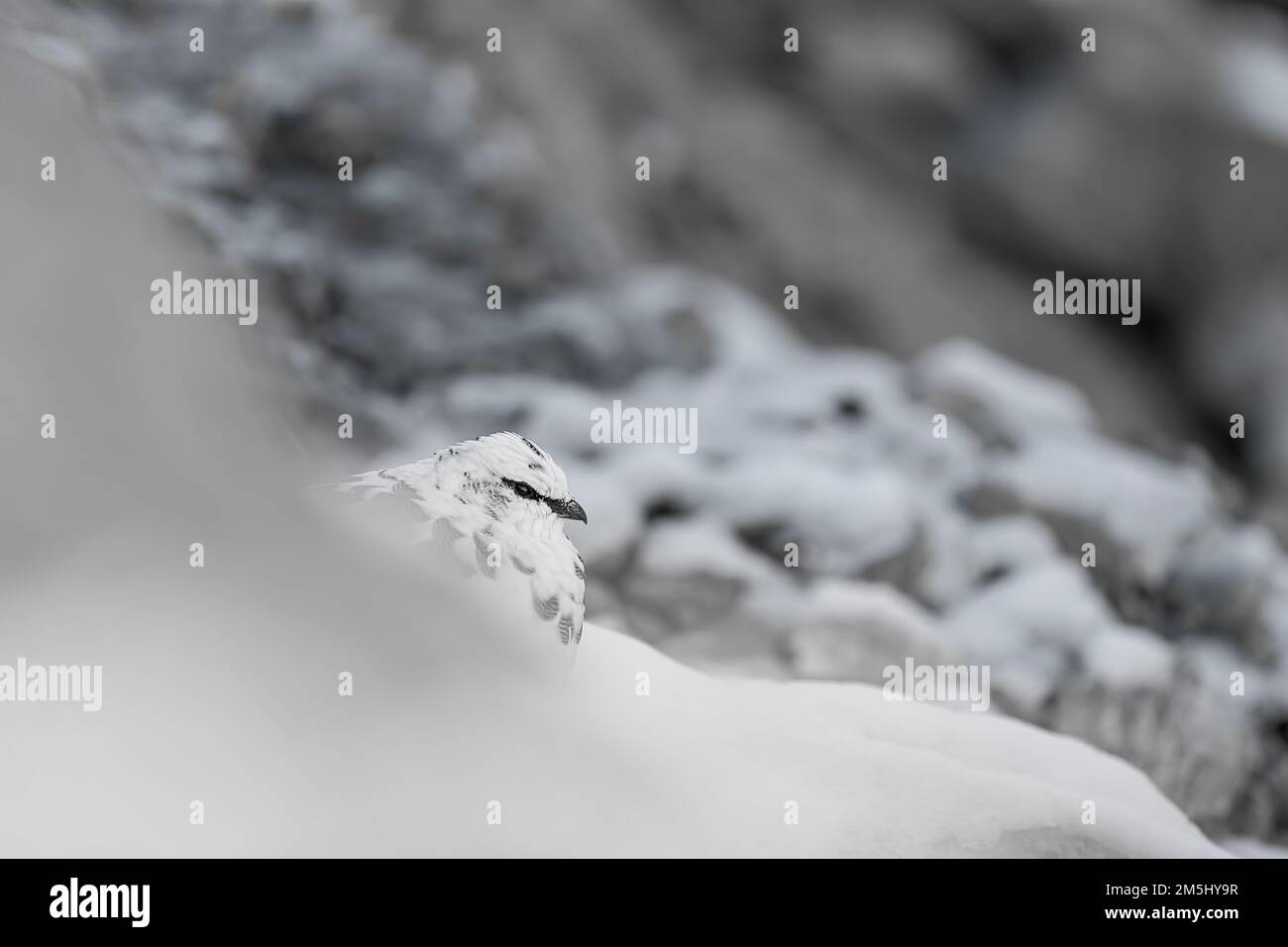 Hiding among the rocks, the Rock ptarmigan in the winter season ...