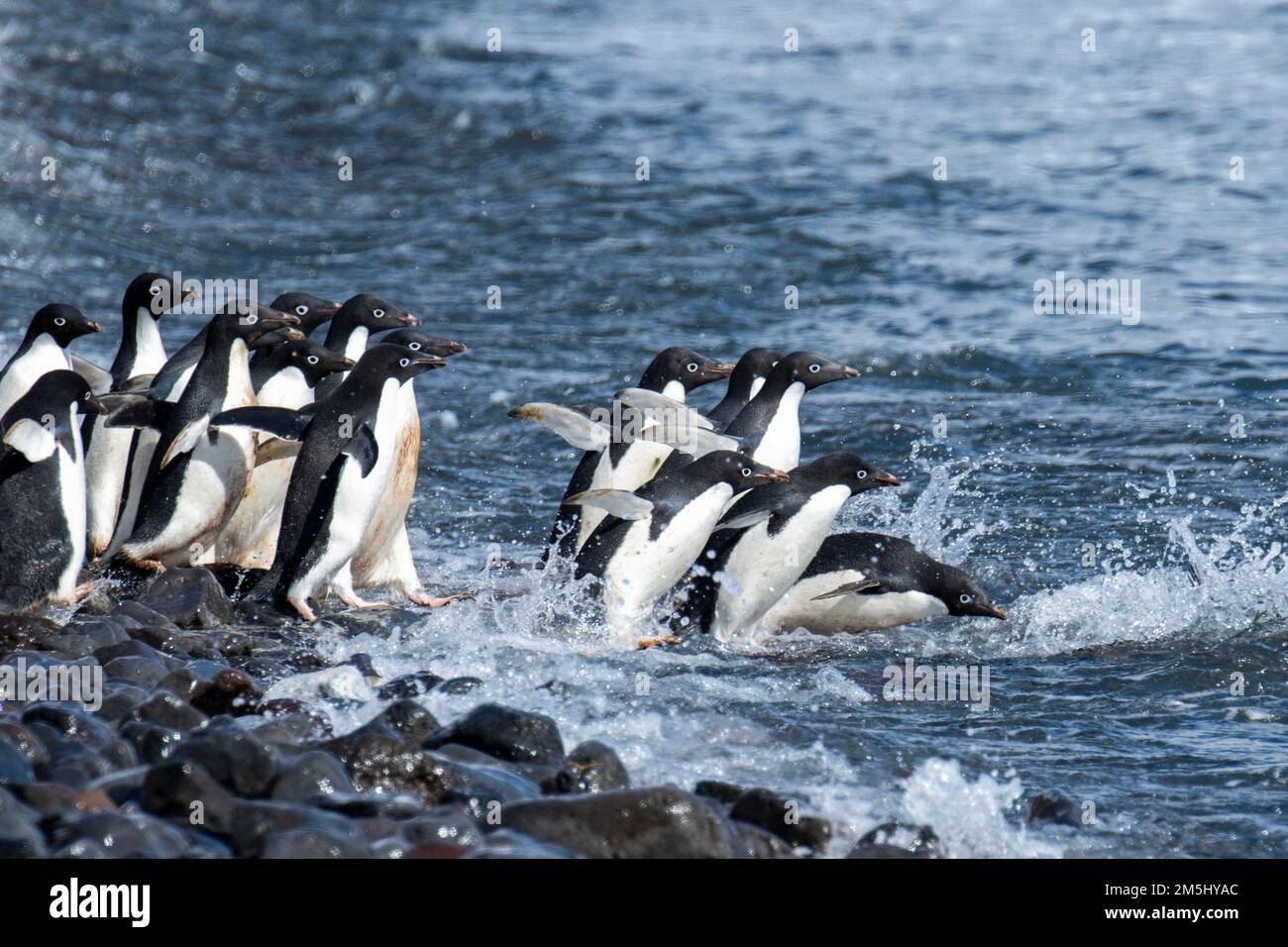 Antarctica, Weddell Sea, Paulet Island. Adelie penguins along black ...