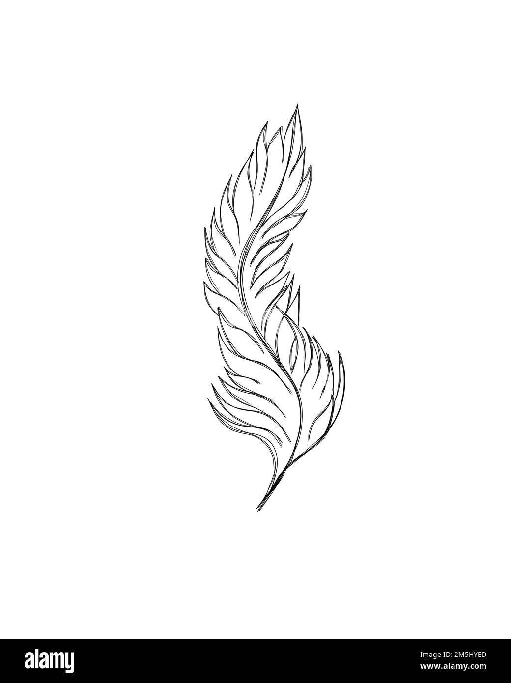 Bird feather from wing isolated. Isolated illustration element. feather ...