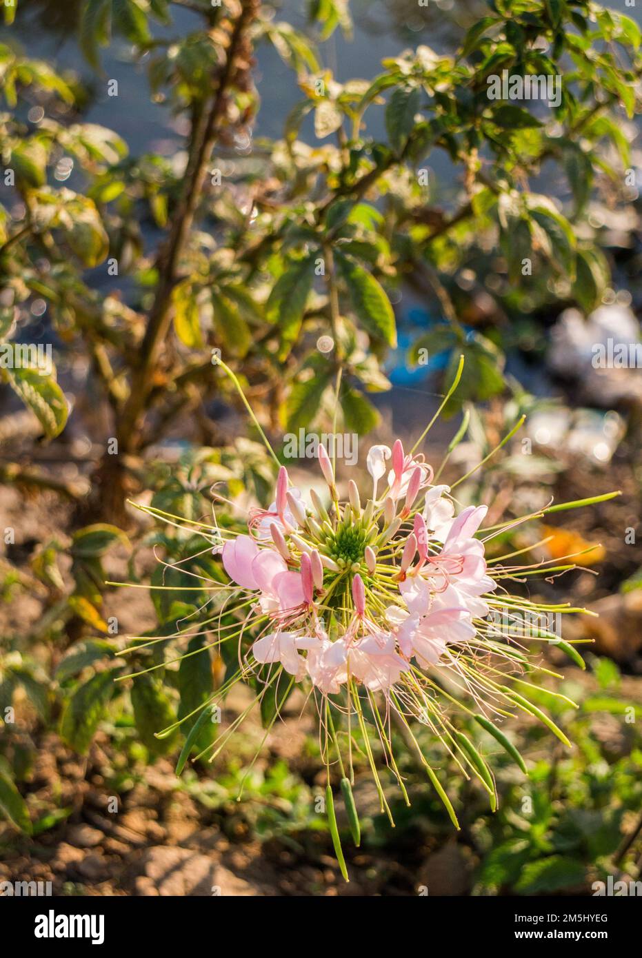 A vertical macro shot of a Spider flower bulb blooming in the greenery ...