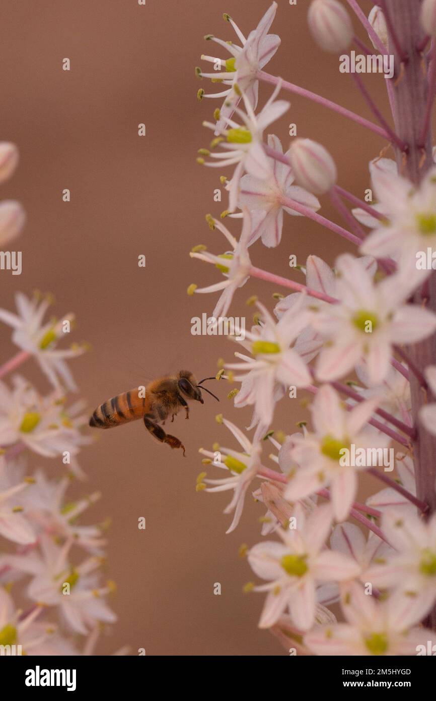 Honey bee visiting a Sea Squill, (Drimia maritima) Israel, autumn ...
