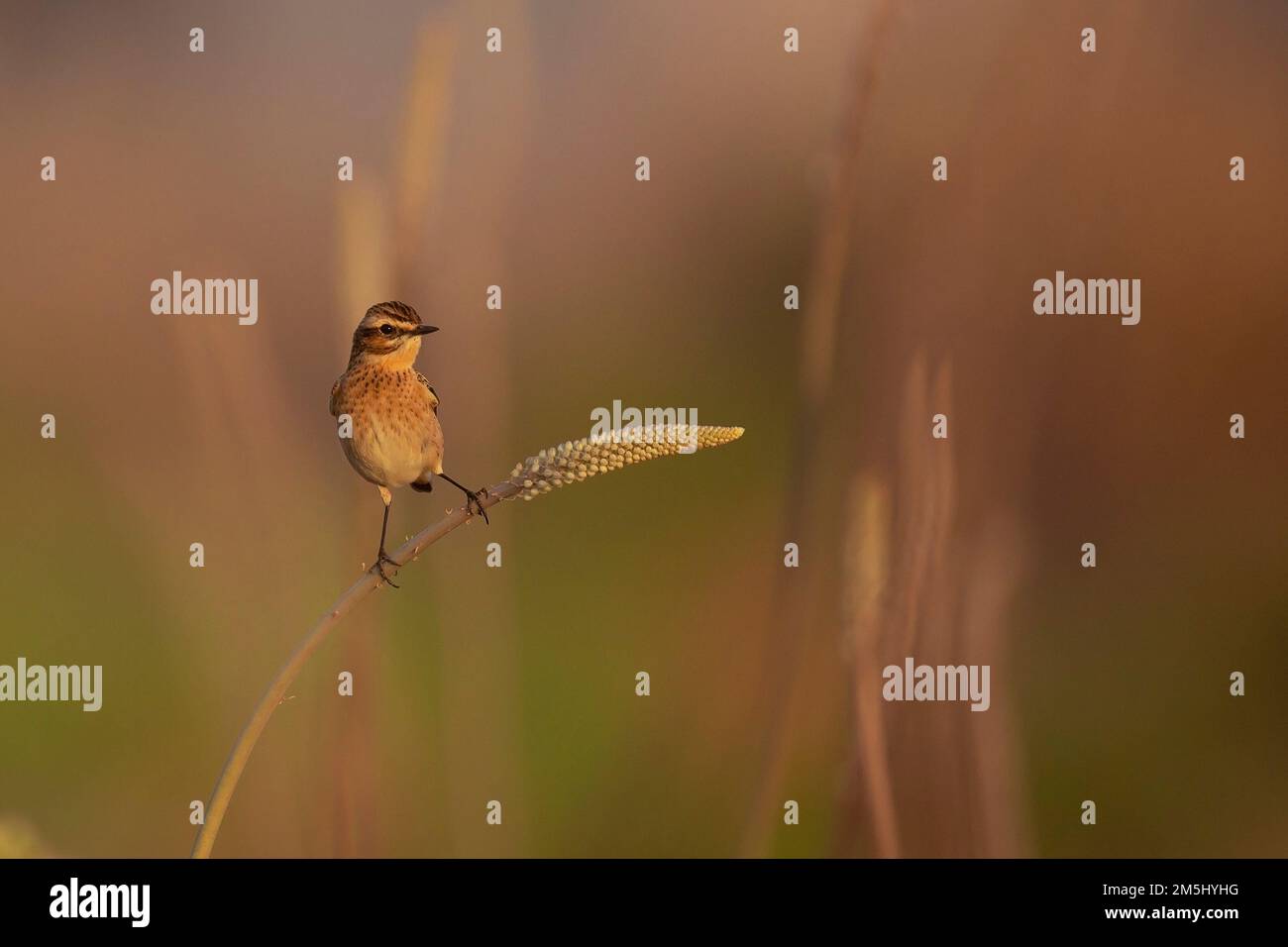 Whinchat (Saxicola rubetra) a small migratory passerine bird that ...