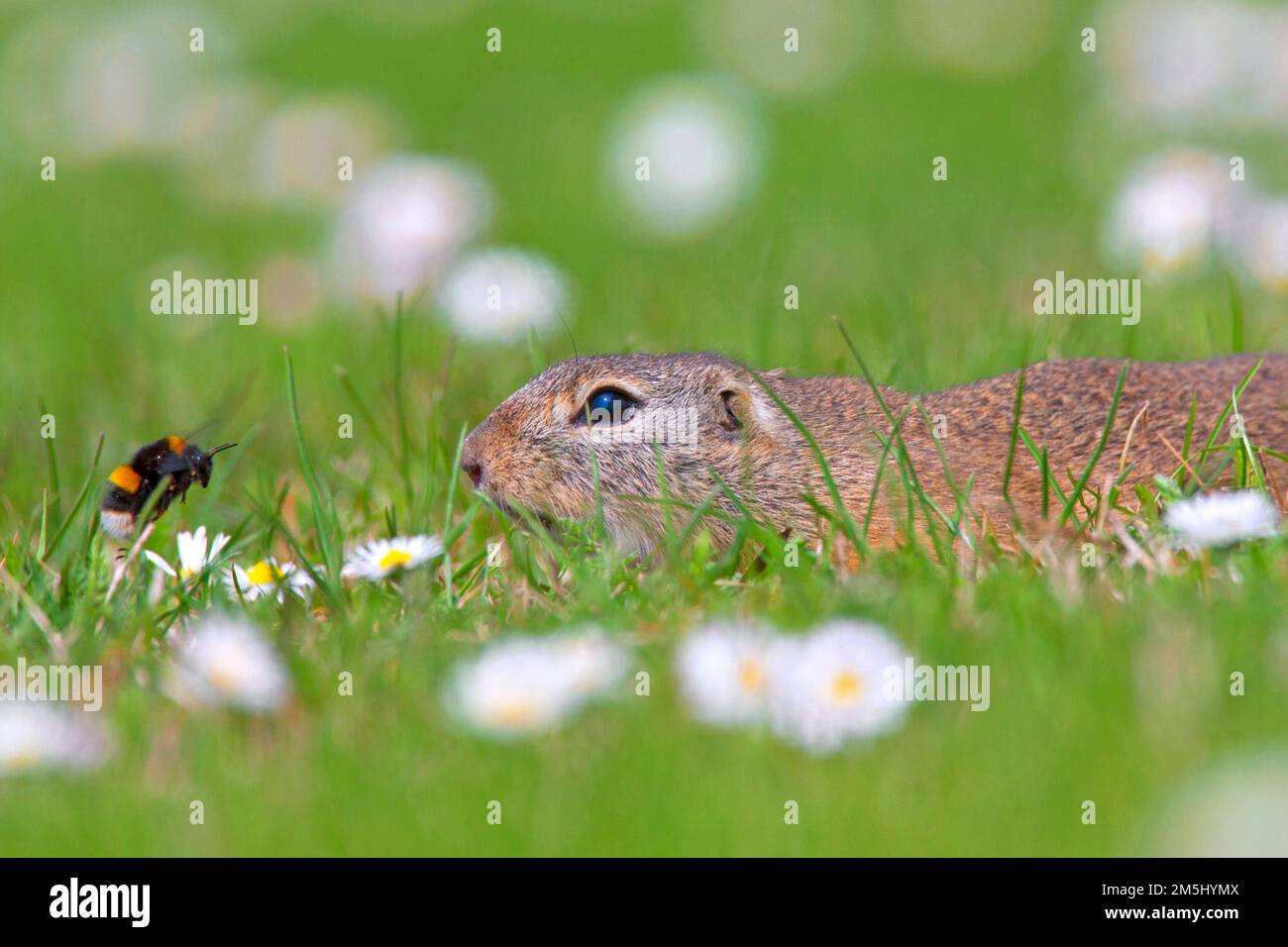 European ground squirrel / European souslik (Spermophilus citellus ...